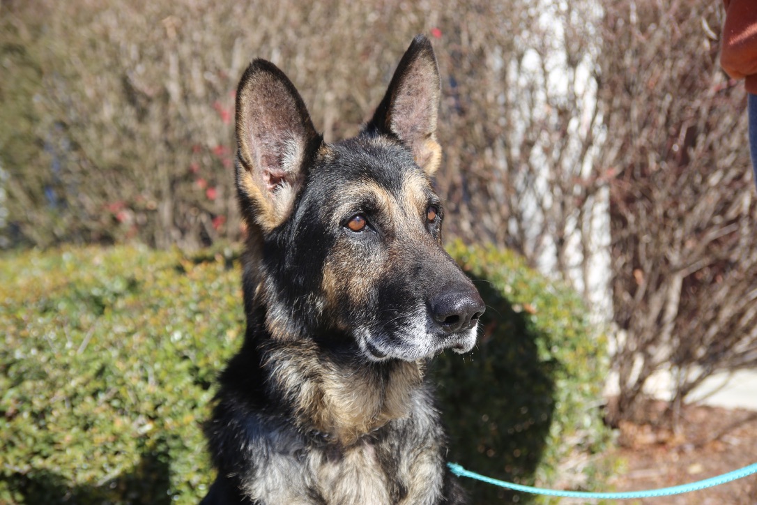 German Shepherd Rescue & Adoptions – Saving GSDs Since 1992