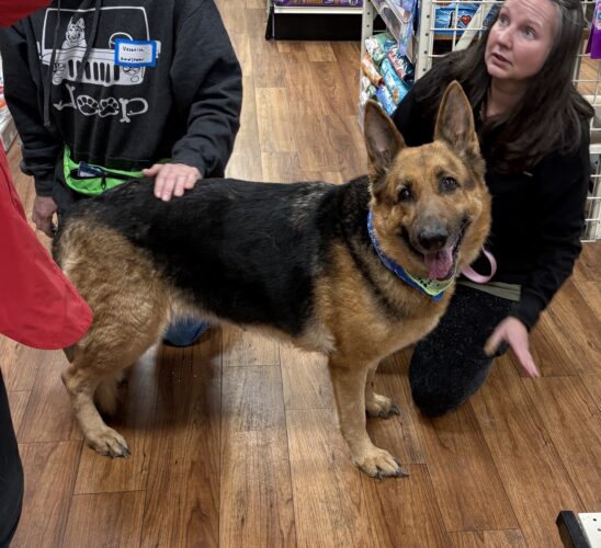 Is Fostering Right For Me? – German Shepherd Rescue & Adoptions