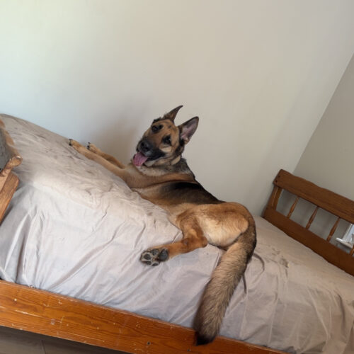 Delta (CL) – German Shepherd Rescue & Adoptions