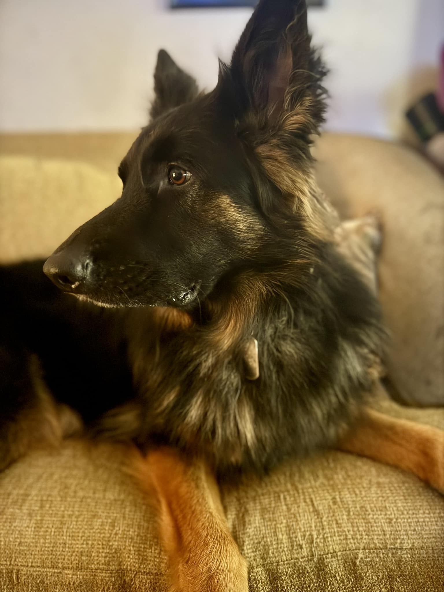 Andre (CL) – German Shepherd Rescue & Adoptions
