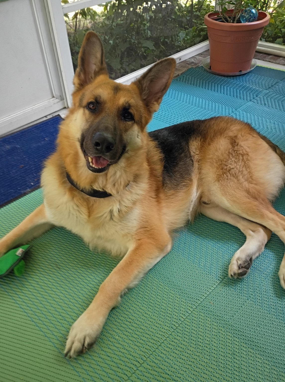 ReHome Your Pet – German Shepherd Rescue & Adoptions